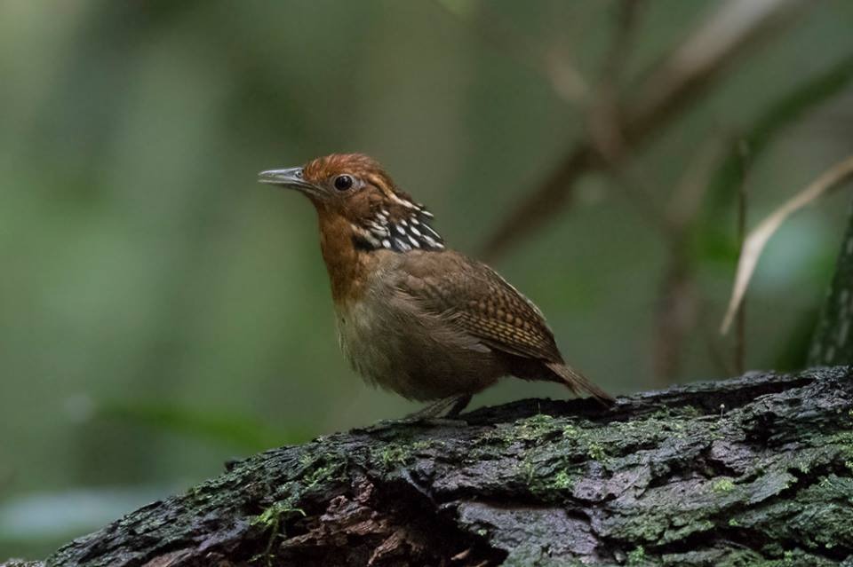 Uirapuru (Cyphorhinus arada) – Musician Wren