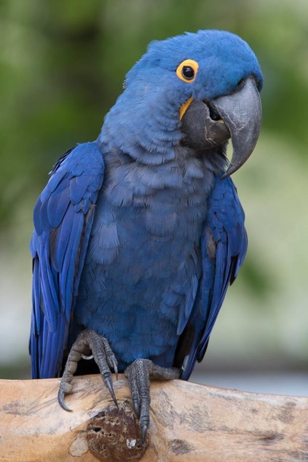 Arara-azul-grande (Anodorhynchus hyacinthinus) – Hyacinth Macaw