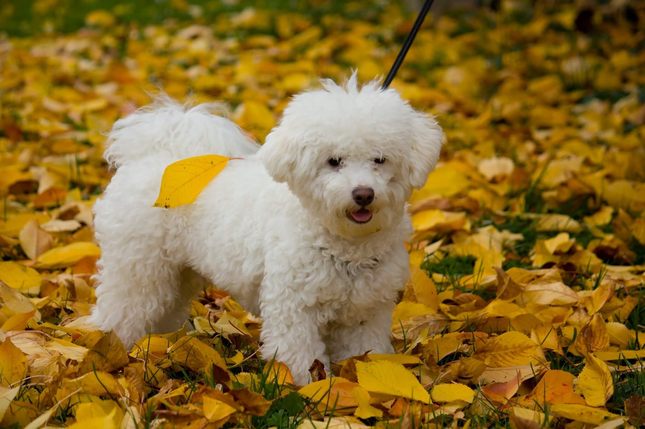 Dogs: the most famous Italian breeds