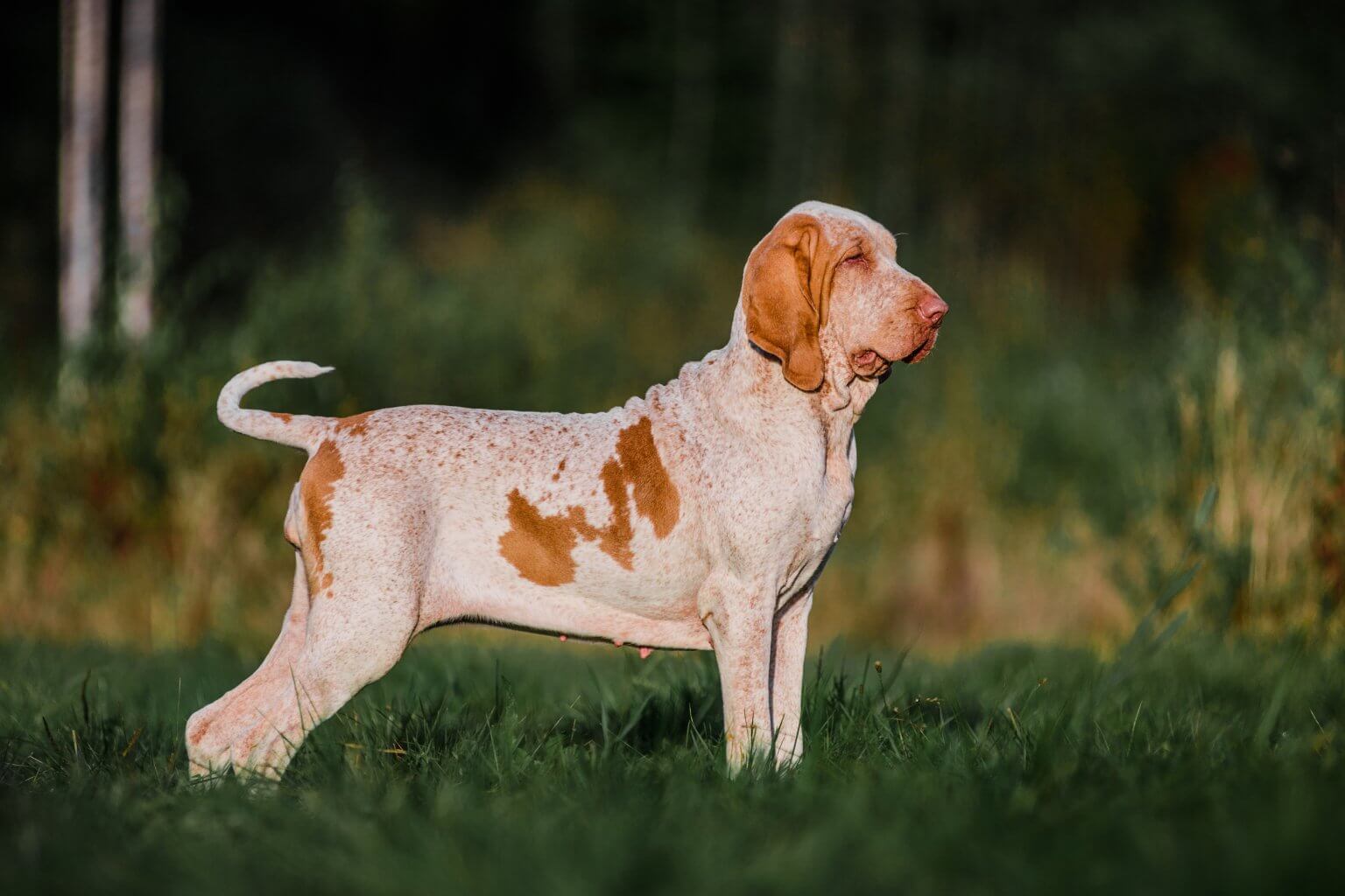 Dogs: the most famous Italian breeds