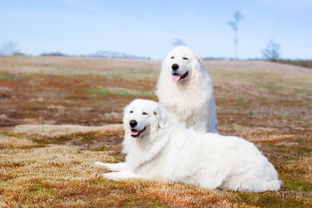Dogs: the most famous Italian breeds