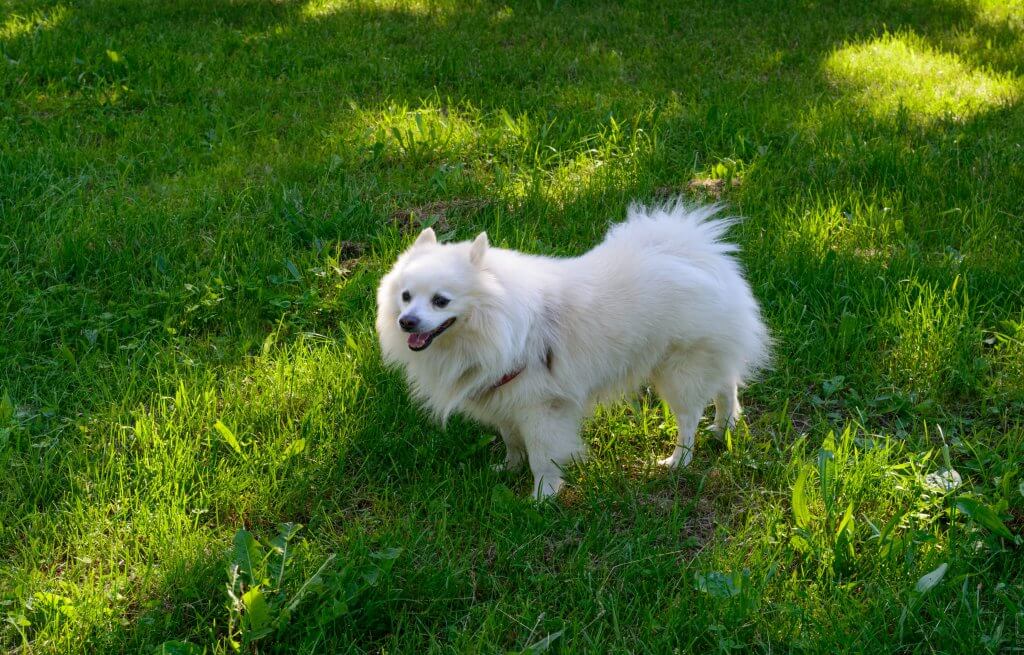 Dogs: the most famous Italian breeds